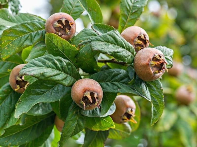 Growing medlar tips and tricks for growing this frost-resistant fruit tree