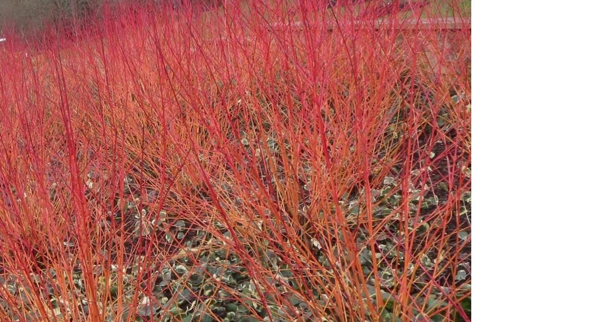 Pourquoi planter un cornouiller dans son jardin